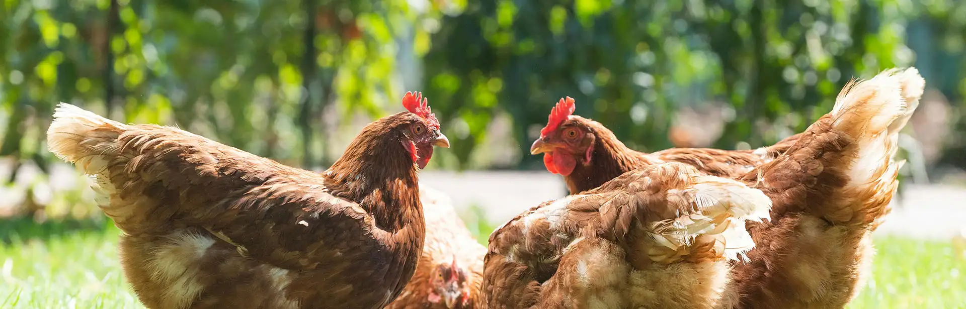 Animal Health Is #1 | Give The Right Treatment At The Right Time